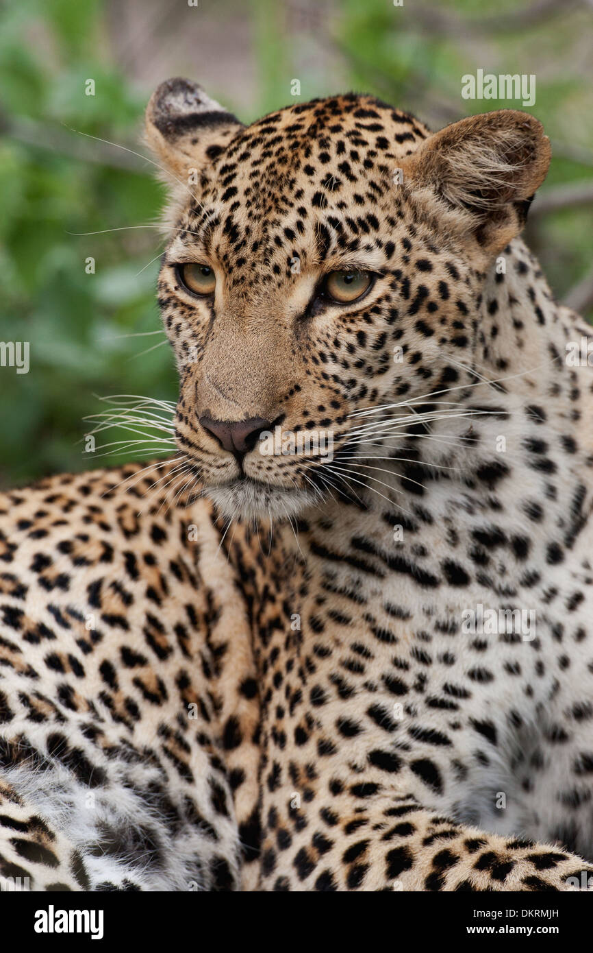 Leopard, Panthera pardus, Panthera Stock Photo - Alamy