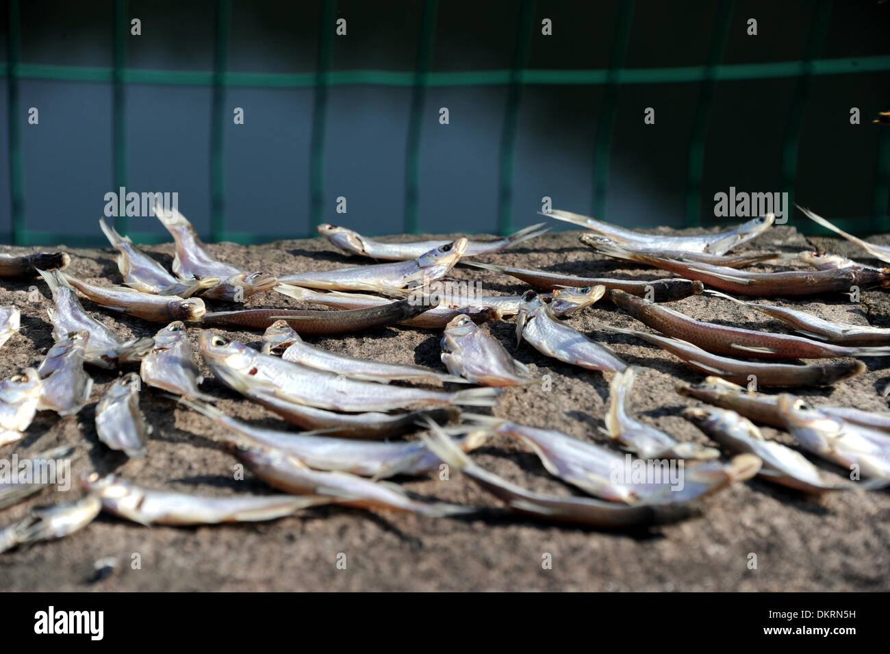 Hangzhou, China. 20th Nov, 2013. Fish lie on a wall at the Chencai ...