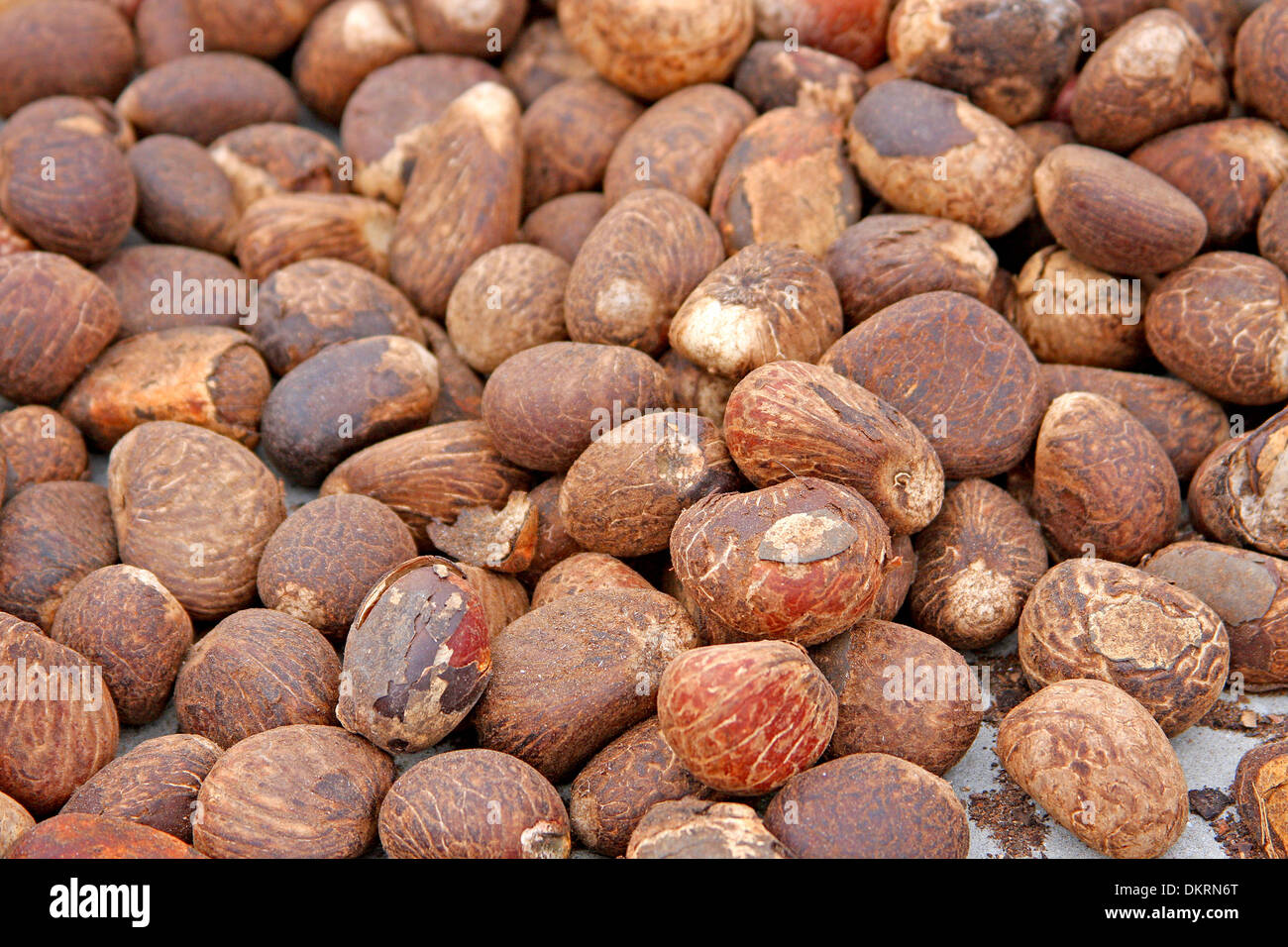 Tauga nuts, or Ivory nuts in a pile, Ecuador, South America Stock Photo ...