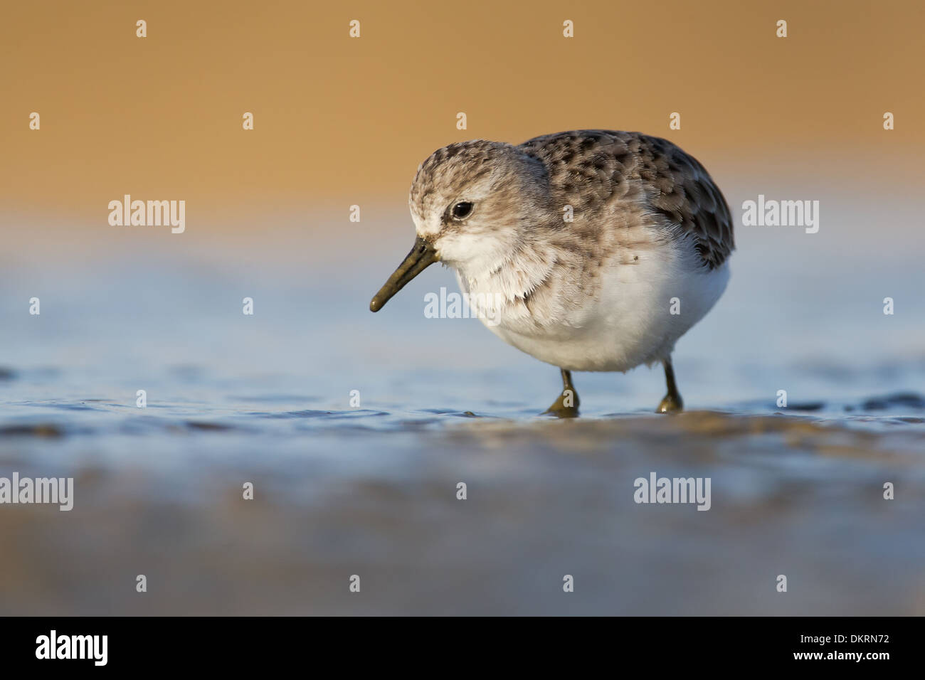 Little Stint, Stint, Calidris minuta Stock Photo - Alamy
