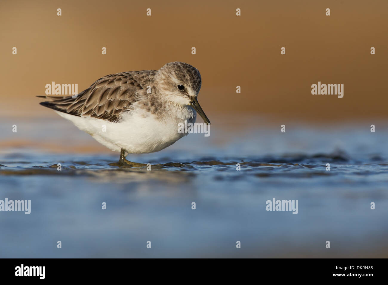 Little Stint, Stint, Calidris minuta Stock Photo - Alamy