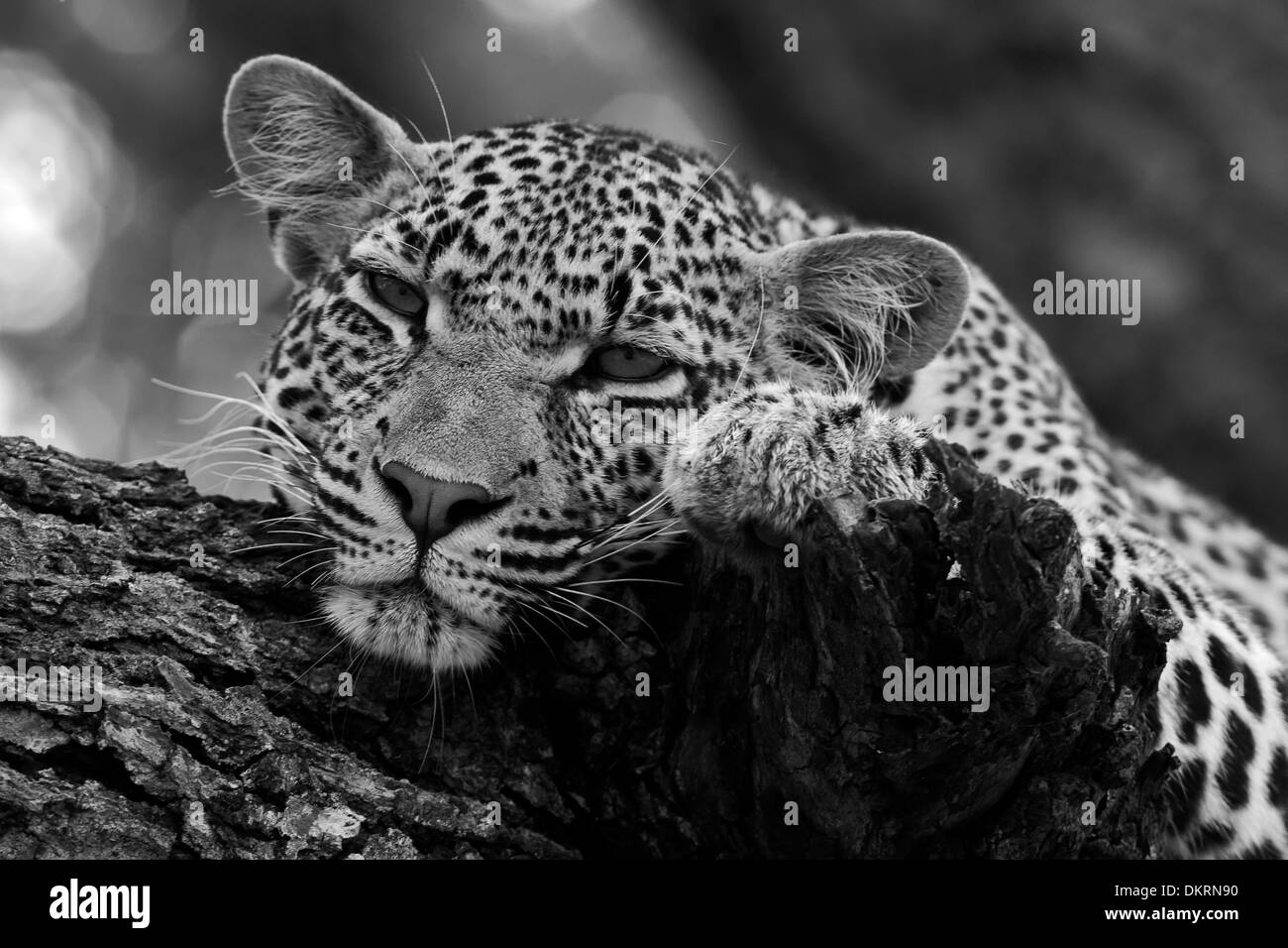 Leopard, Panthera pardus, Panthera Stock Photo - Alamy