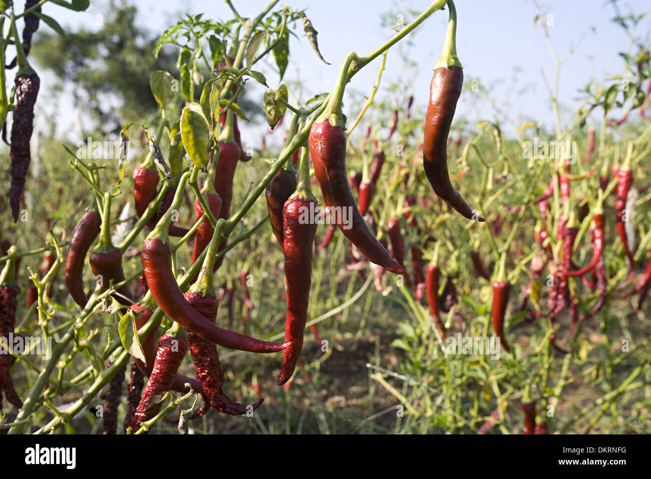 Fields of Byadgi chilli or mirichi of Karnataka, India Stock Photo - Alamy