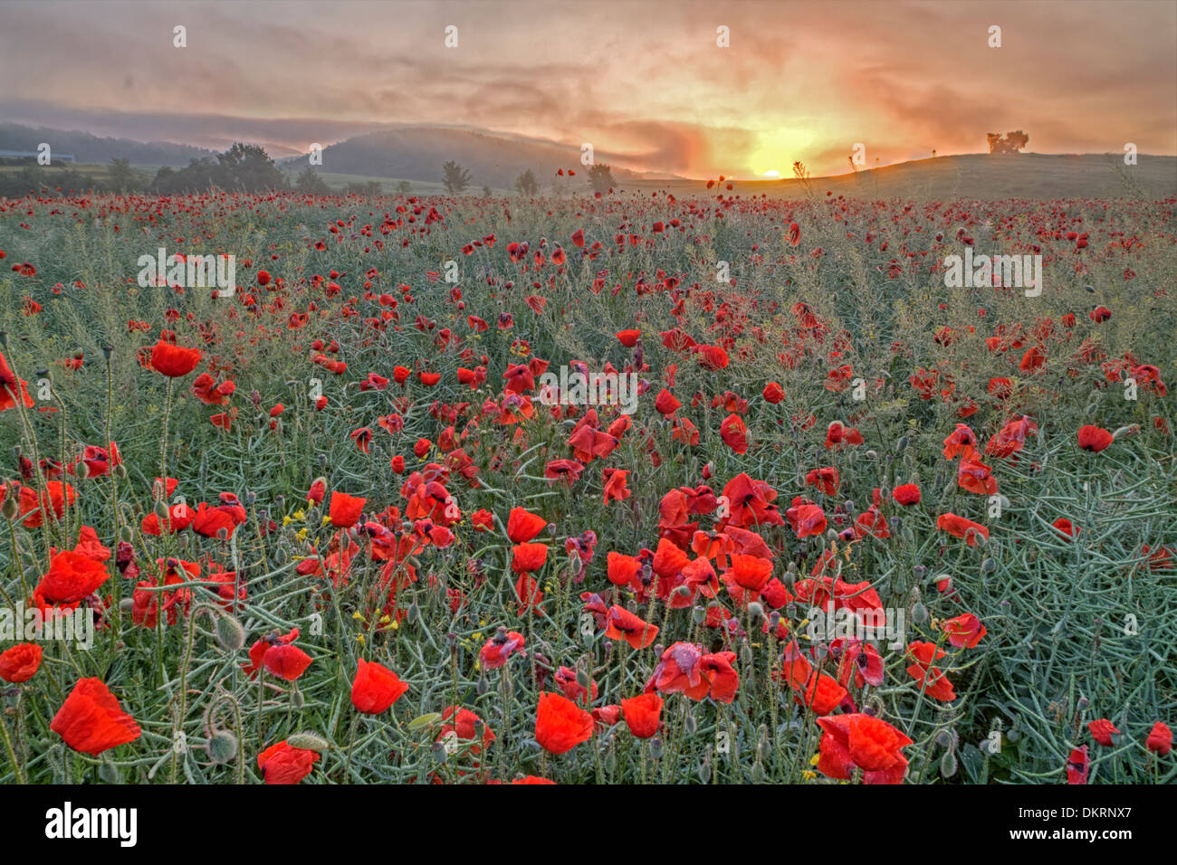 Poppy field at sunrise hi-res stock photography and images - Alamy