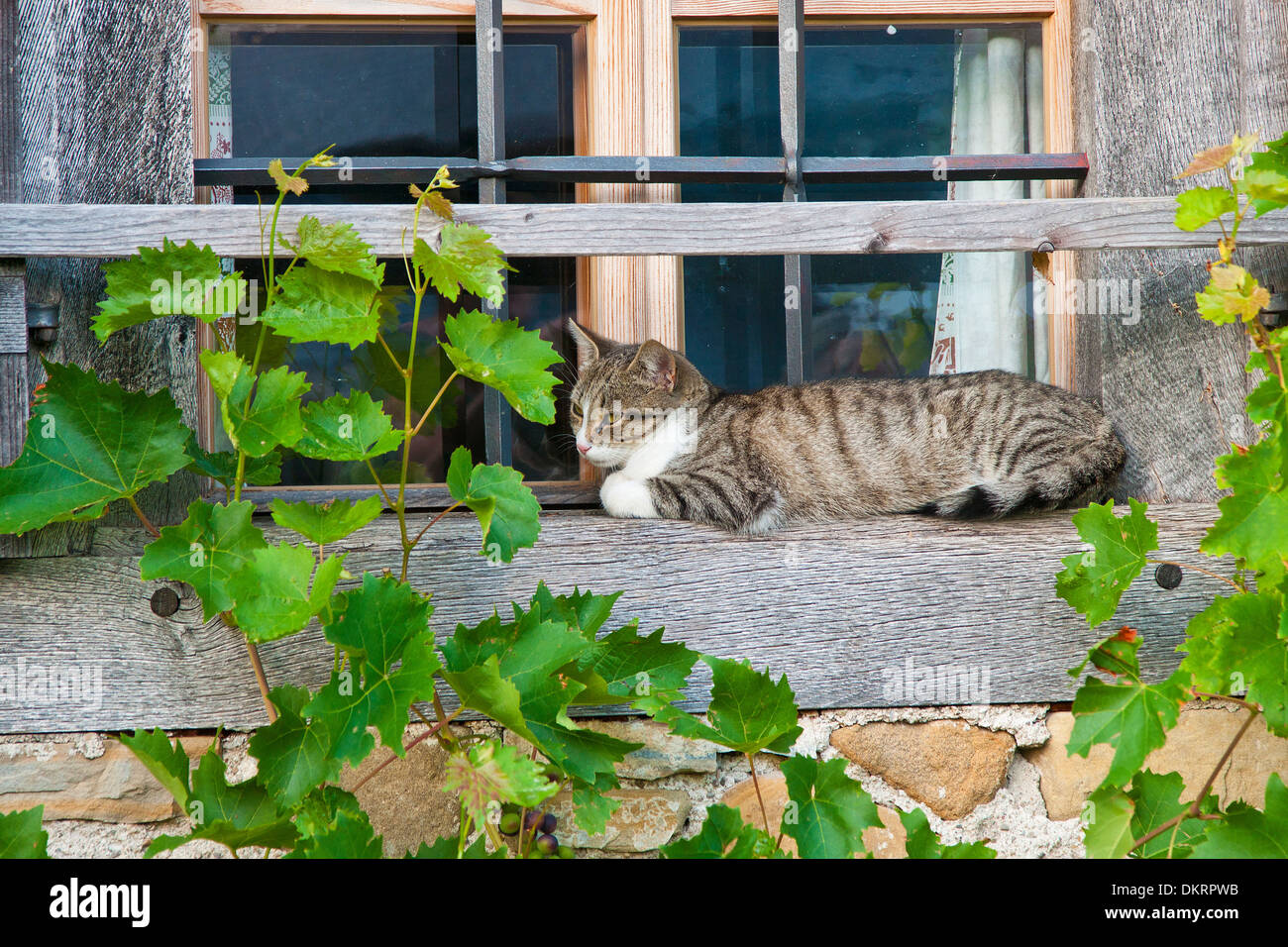 Animal, Beast, animals, beasts, to house cat, cat, window, sill, shoot ...