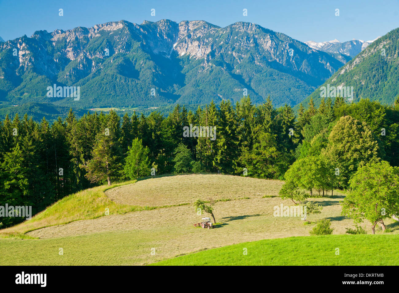 Schlafende weide hi-res stock photography and images - Alamy