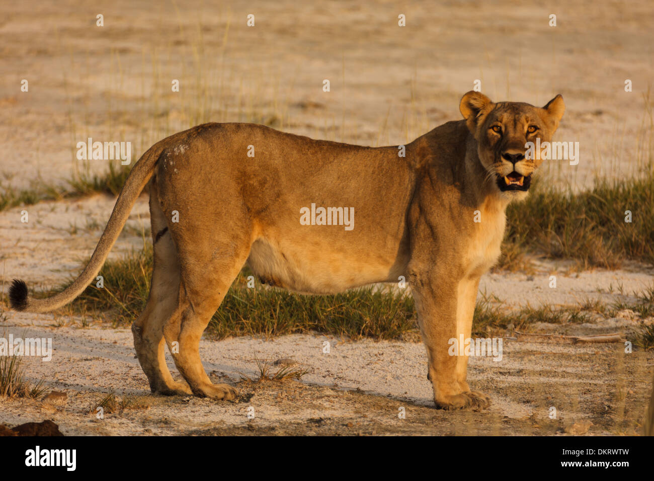 Lioness face hi-res stock photography and images - Alamy