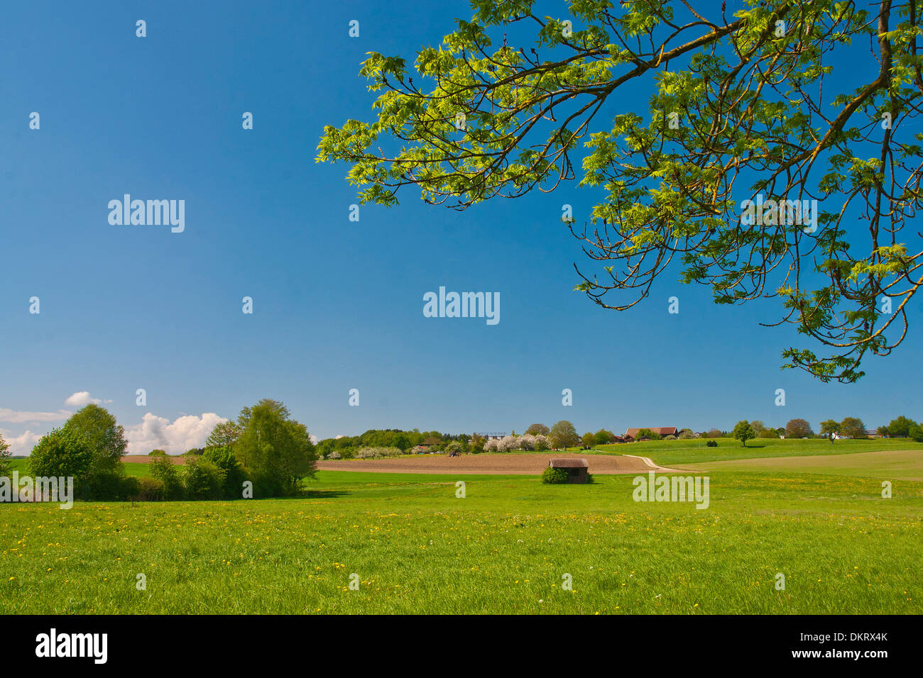 Germany Europe Bavaria Upper Bavaria Mauerham Waging Waging am See ...