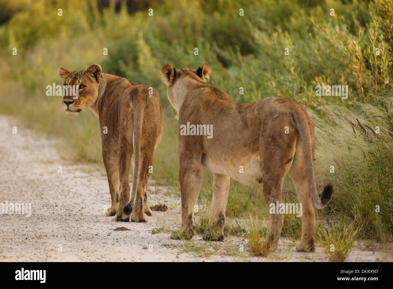 Closeup of two female lions walking along road near water hole in ...