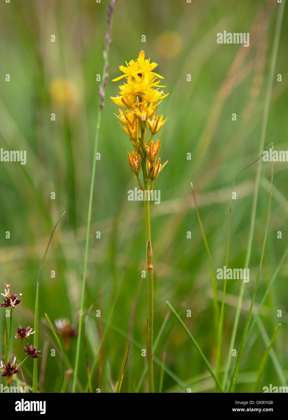 Wild Bog Asphodel growing wild near Grasmere, Cumbria, England Stock ...
