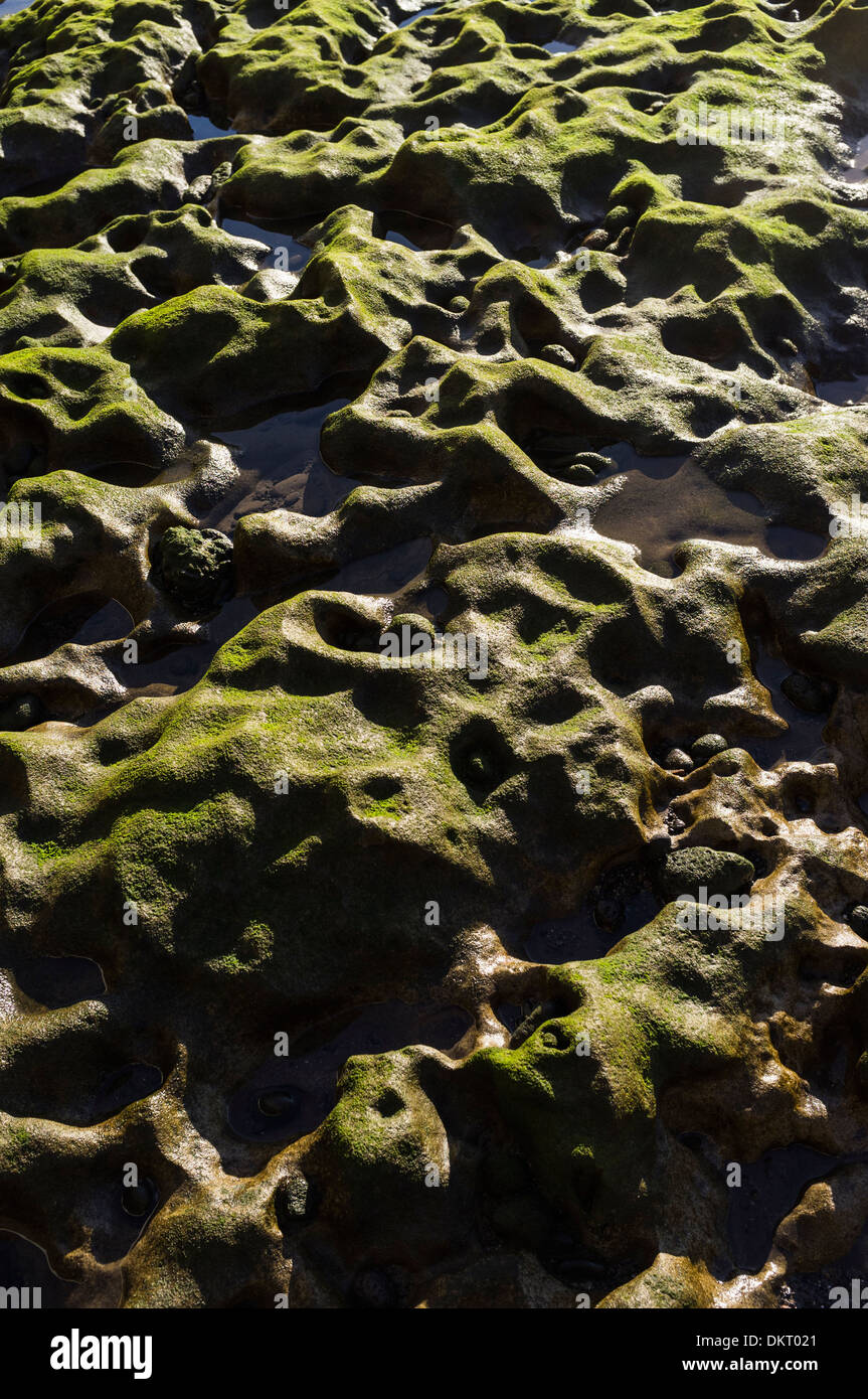 Algae On The Rocks High Resolution Stock Photography and Images - Alamy