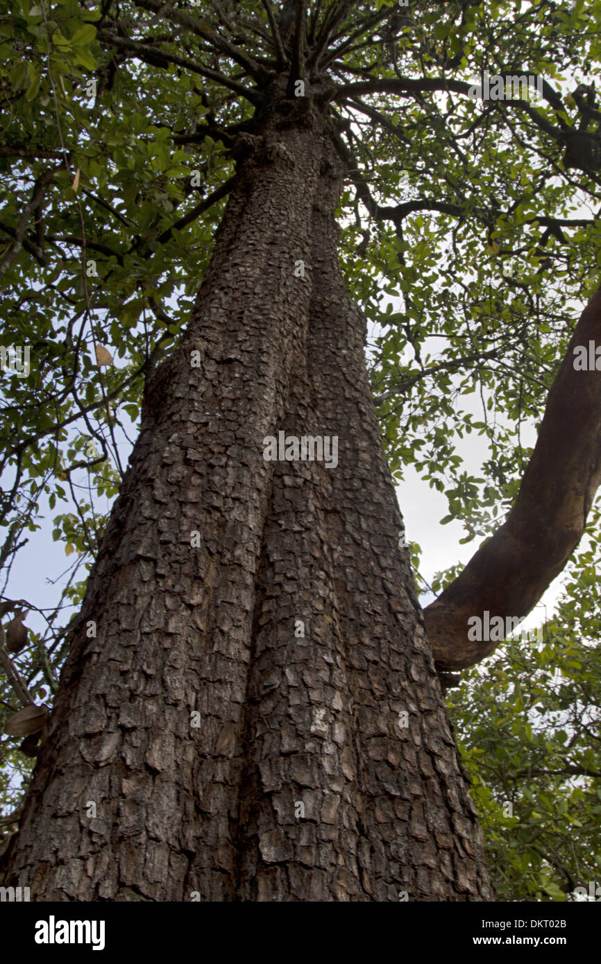Perspective of a tree, India Stock Photo - Alamy