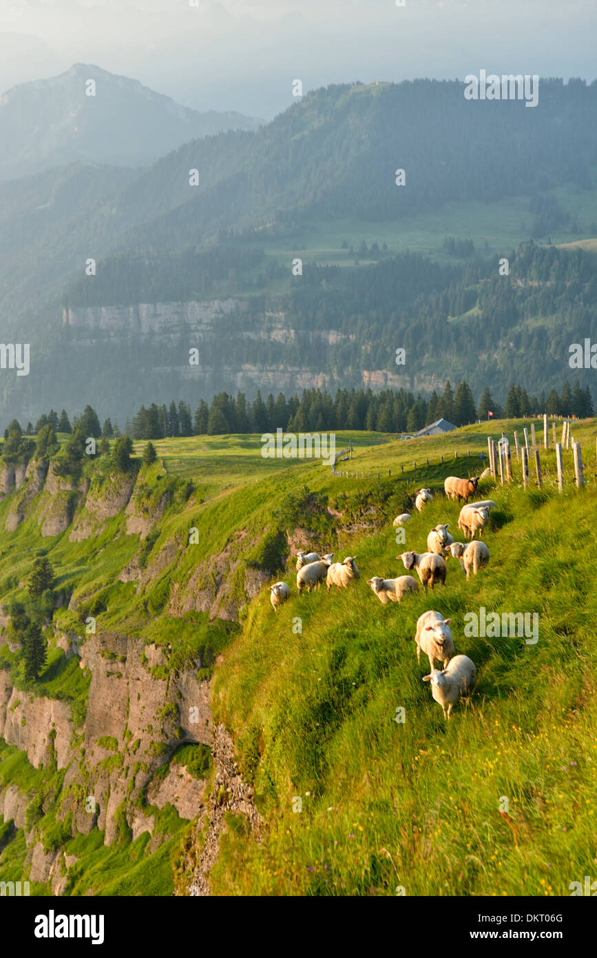 Swiss sheep hi-res stock photography and images - Alamy