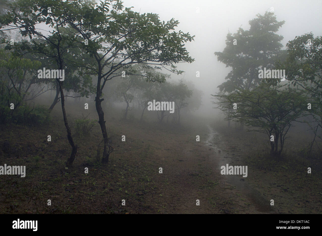Rain forest of india hi-res stock photography and images - Alamy