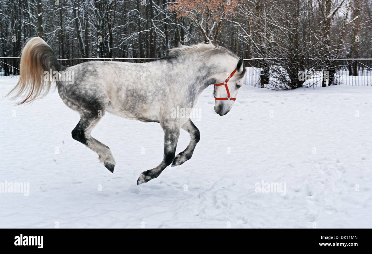 Light grey horse galloping on a snow glade Stock Photo - Alamy