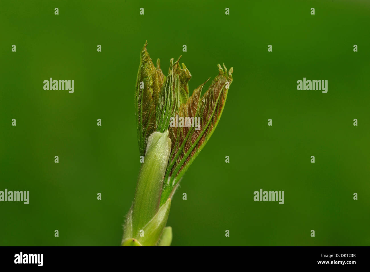 Fraxinus excelsior baum hi-res stock photography and images - Alamy