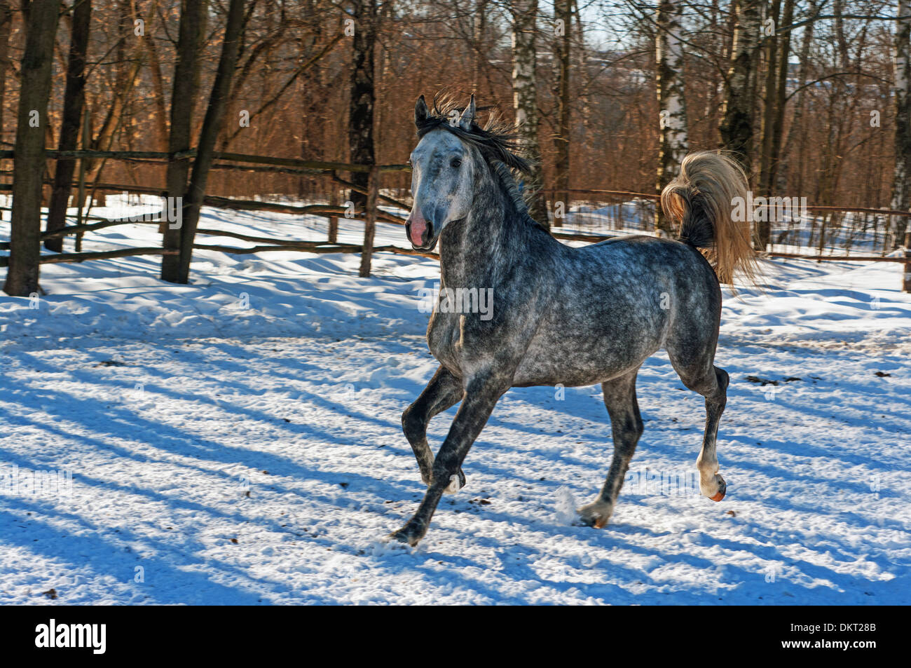 Light grey horse galloping on a sunny snow glade Stock Photo - Alamy
