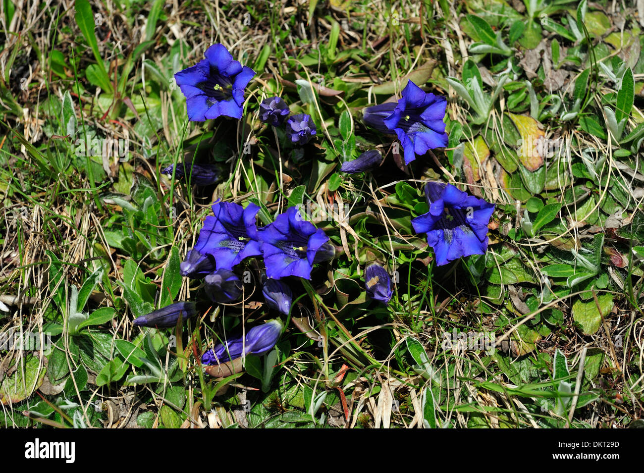 Praz switzerland hi-res stock photography and images - Alamy