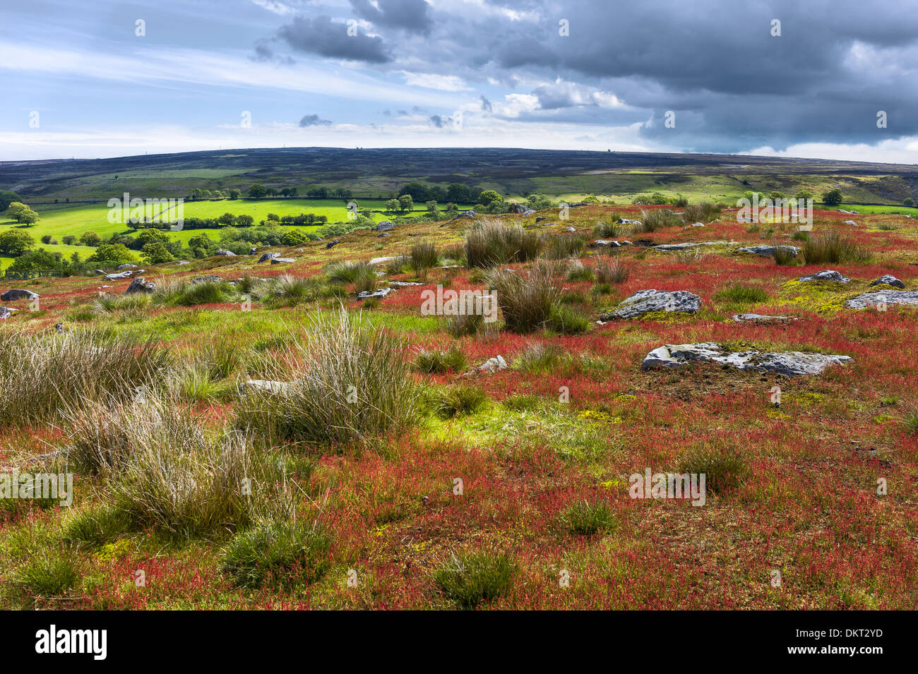 The North York Moors in spring with flowering grasses, cotton grass ...