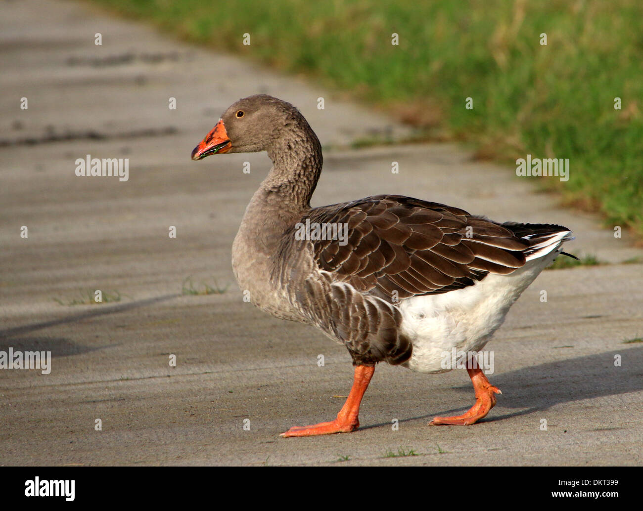 Goose crossing road hi-res stock photography and images - Alamy