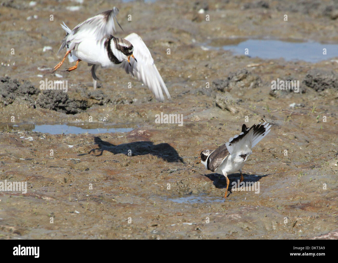 Common Ringed Plover (Charadrius hiaticula) in flight attacking a rival ...