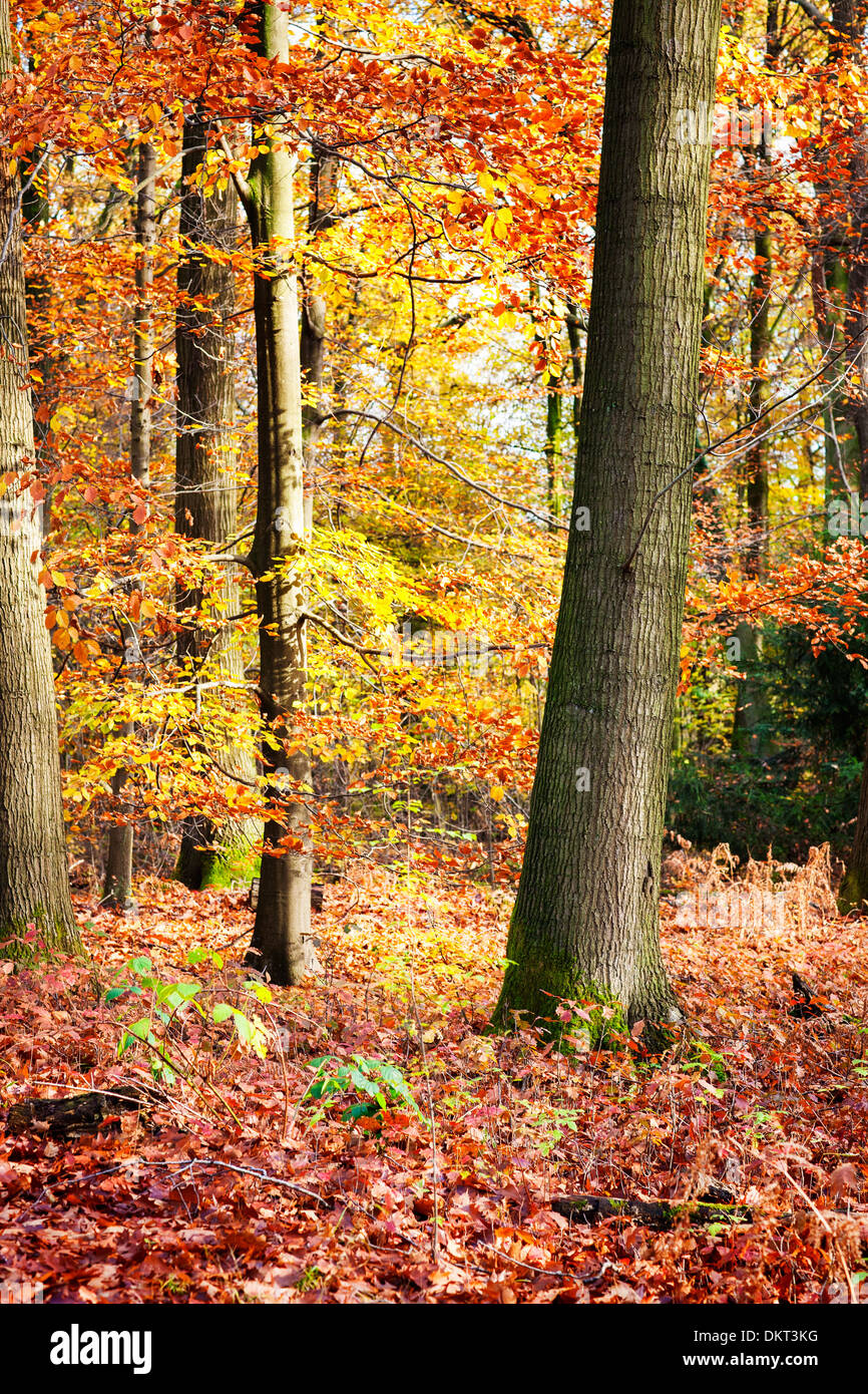 Beautiful autumn forest with oak trees and leaves Stock Photo - Alamy