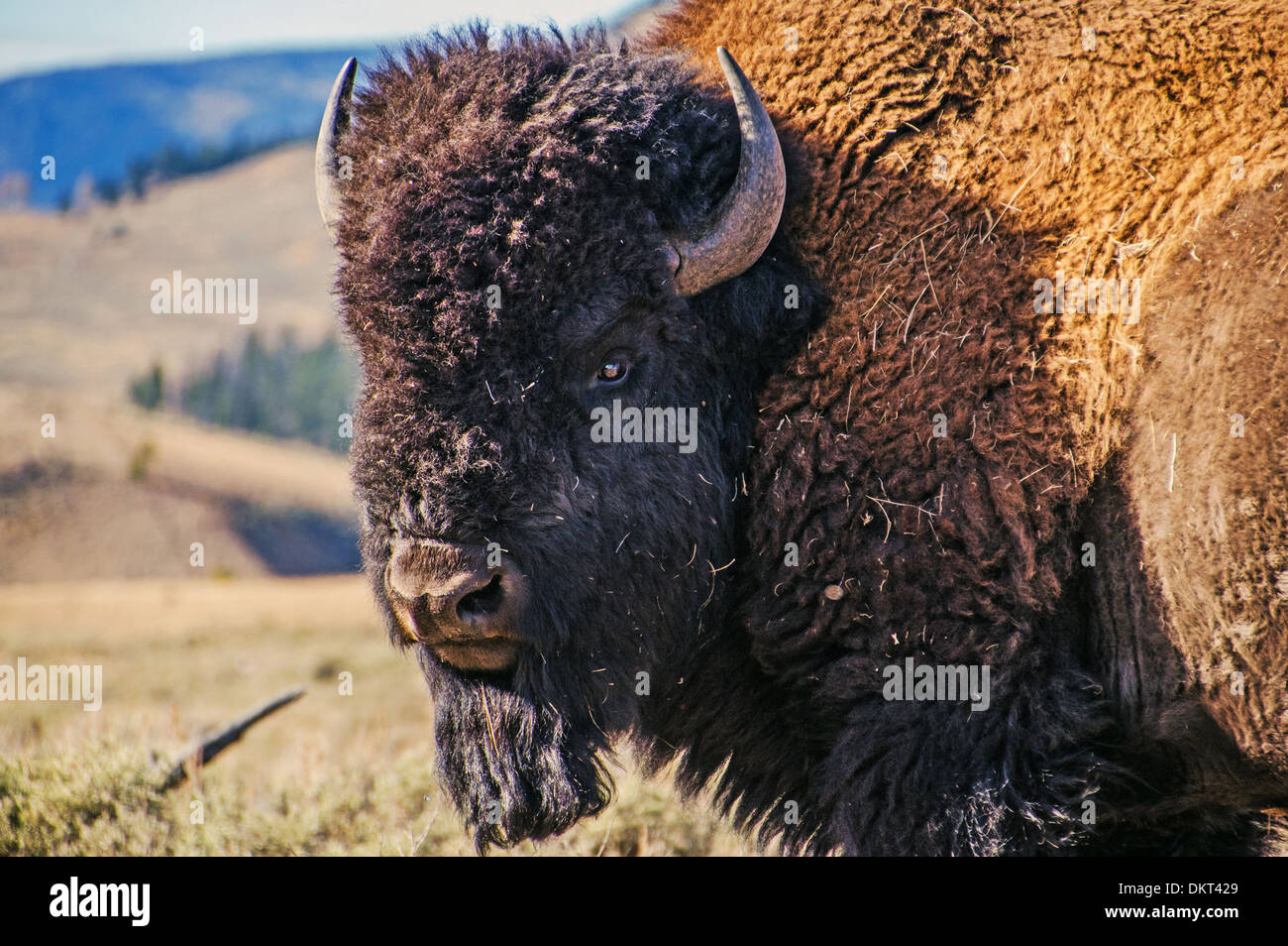 Bison bull hi-res stock photography and images - Alamy