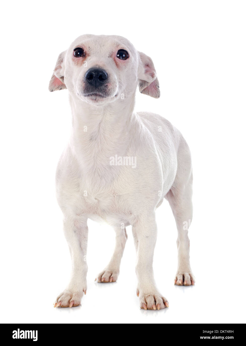 Jack russel terrier hi-res stock photography and images - Alamy