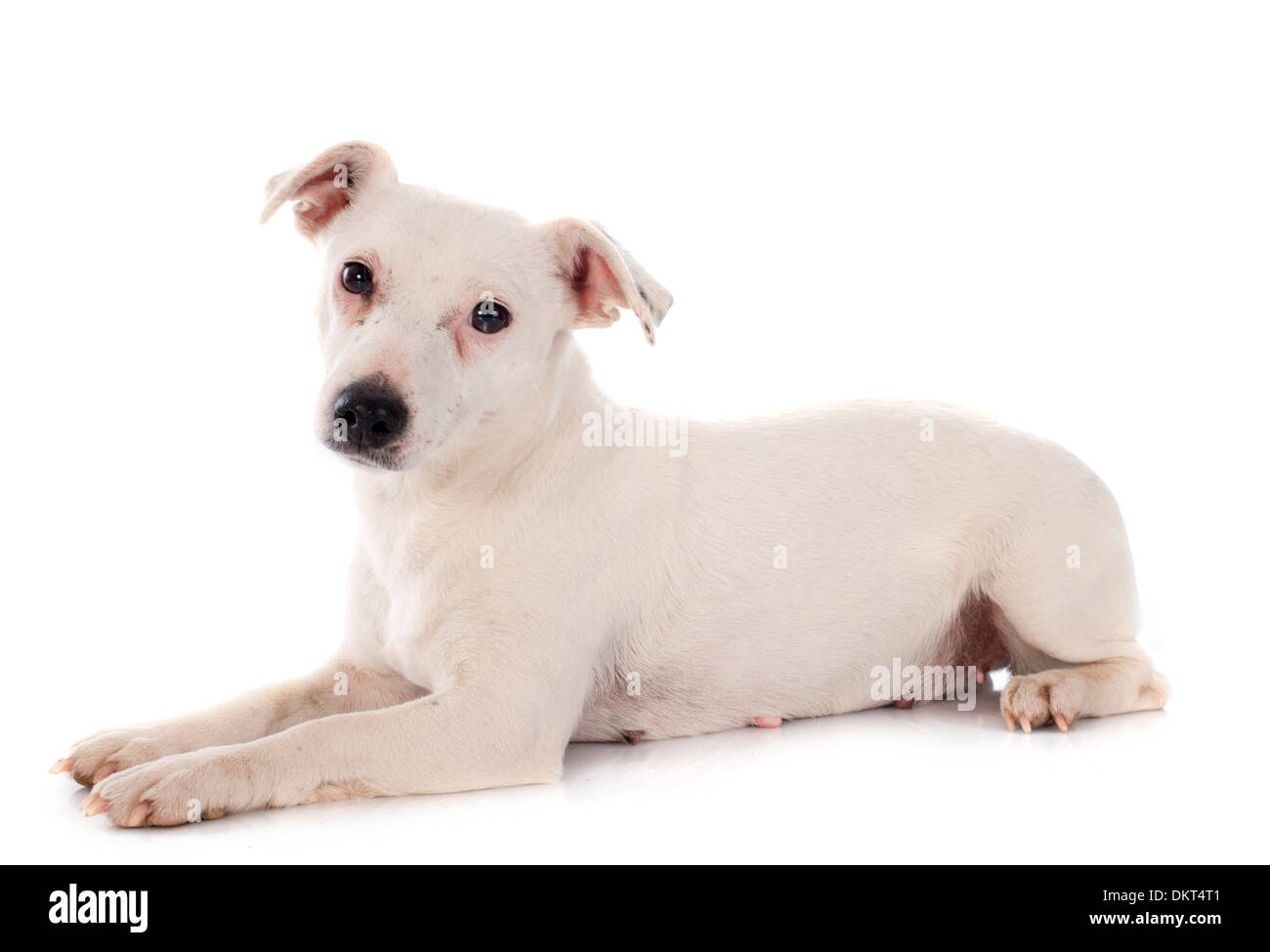 portrait of a purebred jack russel terrier in studio Stock Photo - Alamy