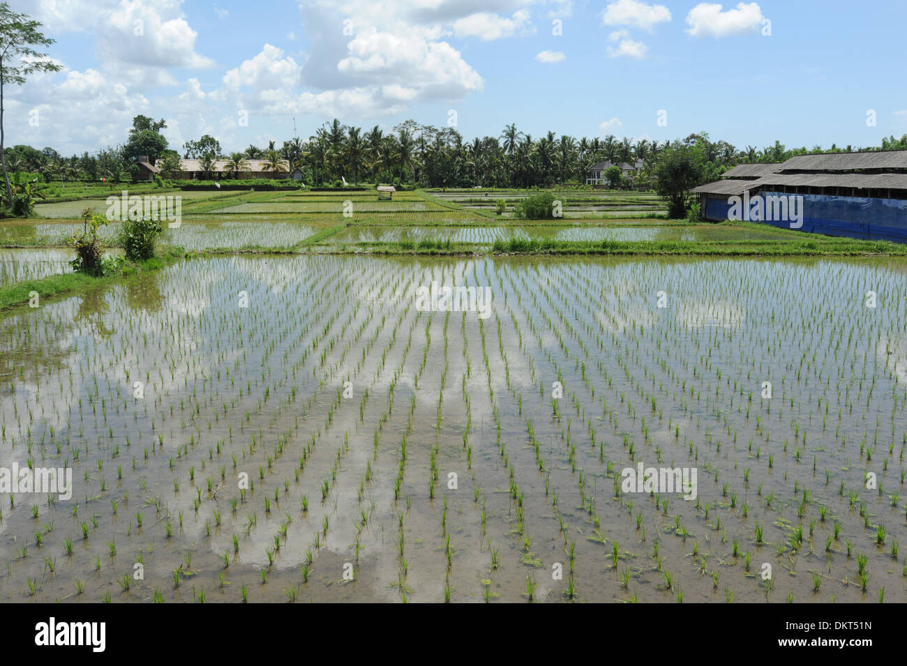 Asia, Indonesia, Bali, Ubud, rice, agriculture, irrigation Stock Photo ...