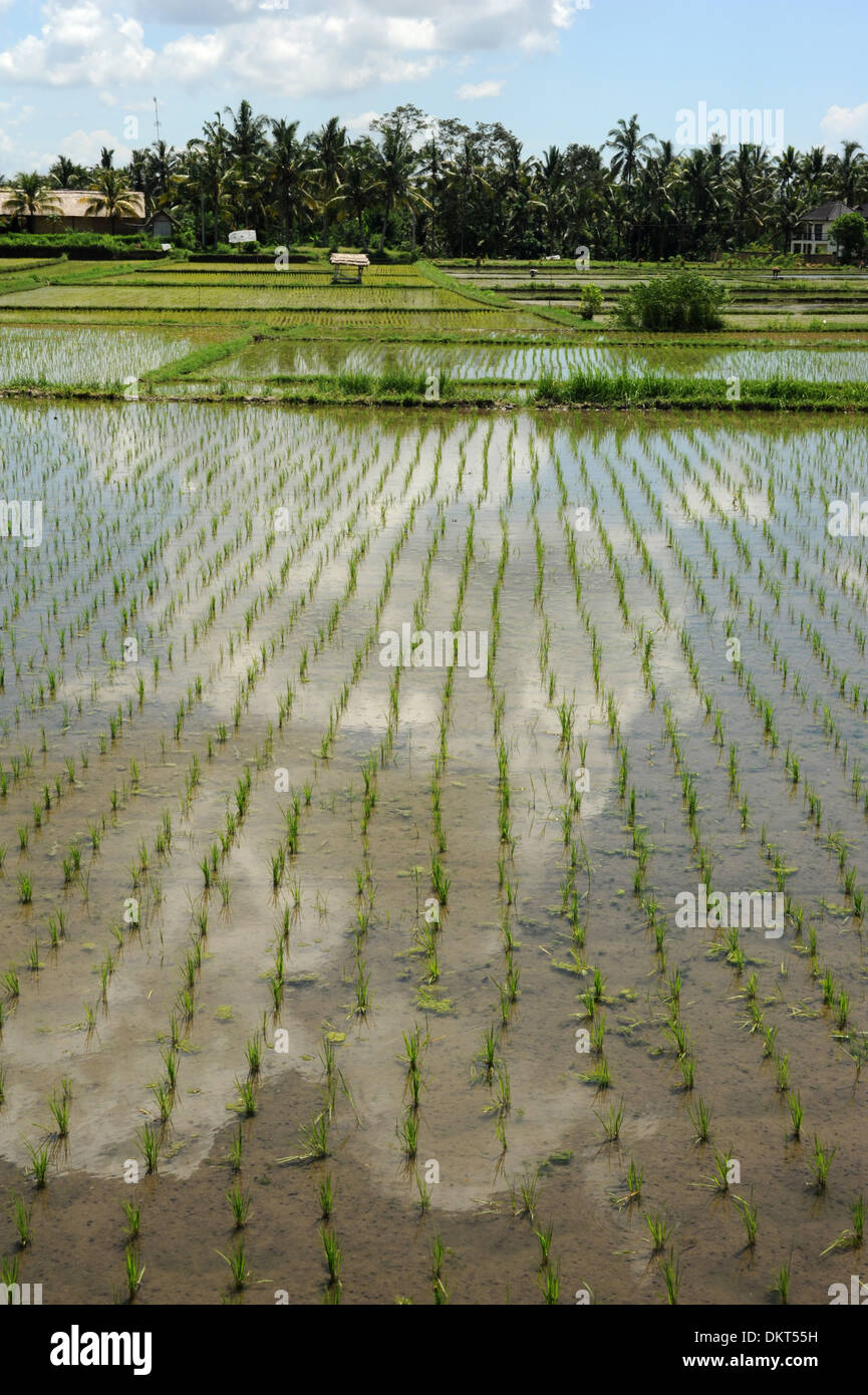 Asia, Indonesia, Bali, Ubud, rice, agriculture, irrigation Stock Photo ...