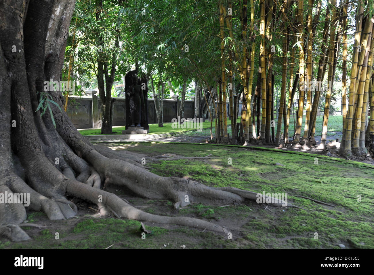 Java tree hi-res stock photography and images - Alamy