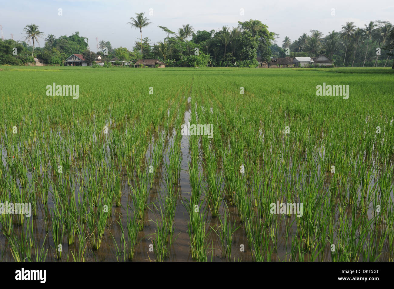 Java agriculture hi-res stock photography and images - Alamy