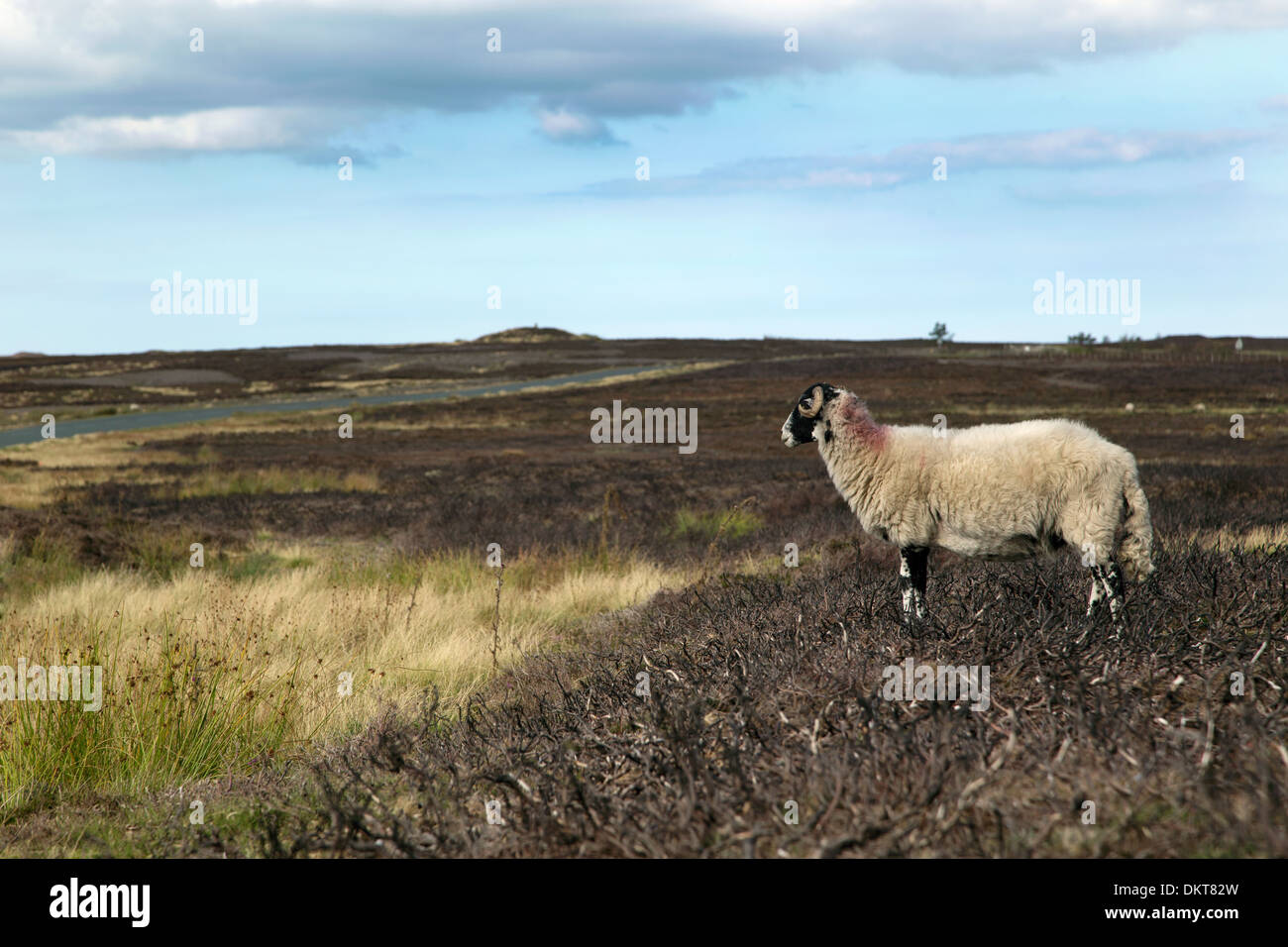 Sheep on North York Moors, Goathland, England, United Kingdom Stock ...