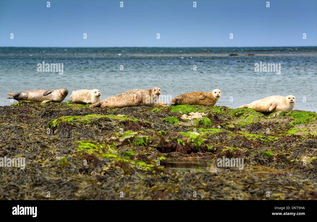 Atlantic Grey Seal or Horsehead (Halichoerus grypus). Inishmore island ...