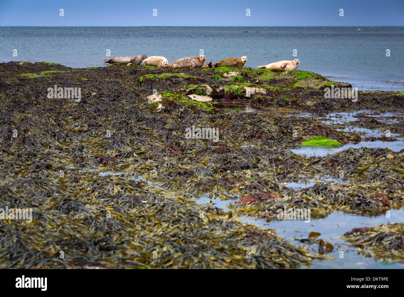 Atlantic Grey Seal or Horsehead (Halichoerus grypus). Inishmore island ...