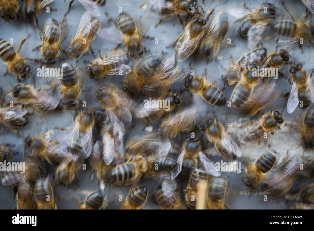 Honeycomb detail hi-res stock photography and images - Alamy