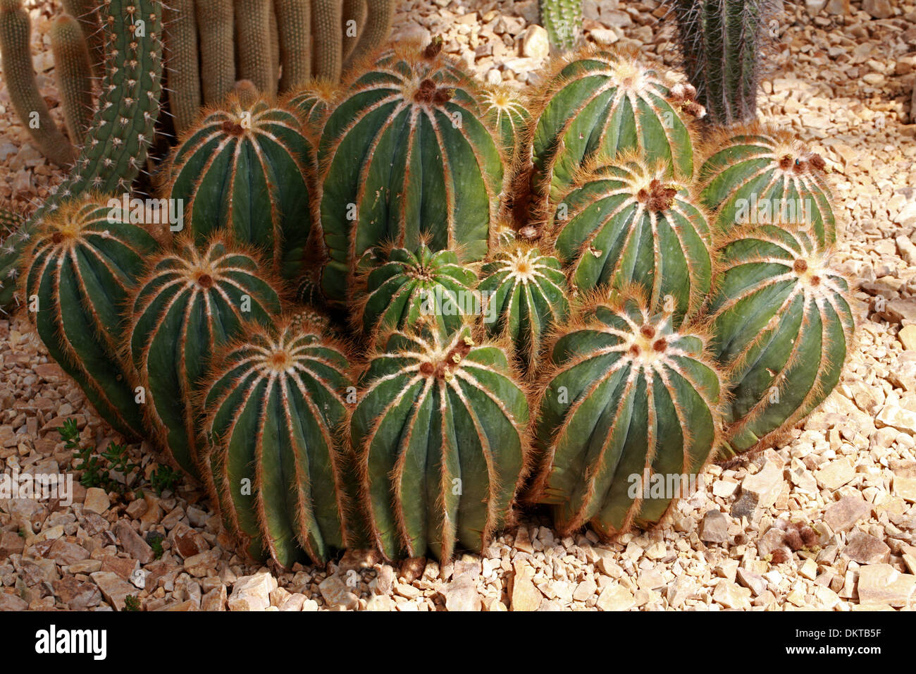 Cactus, Parodia magnifica, Cactaceae. Southern Brazil, Uruguay, South ...