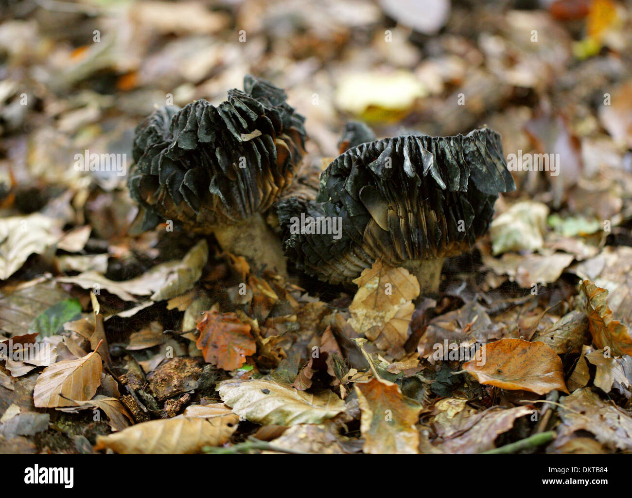 Blackening Brittlegill, Russula nigricans, Russulaceae. Growing in ...