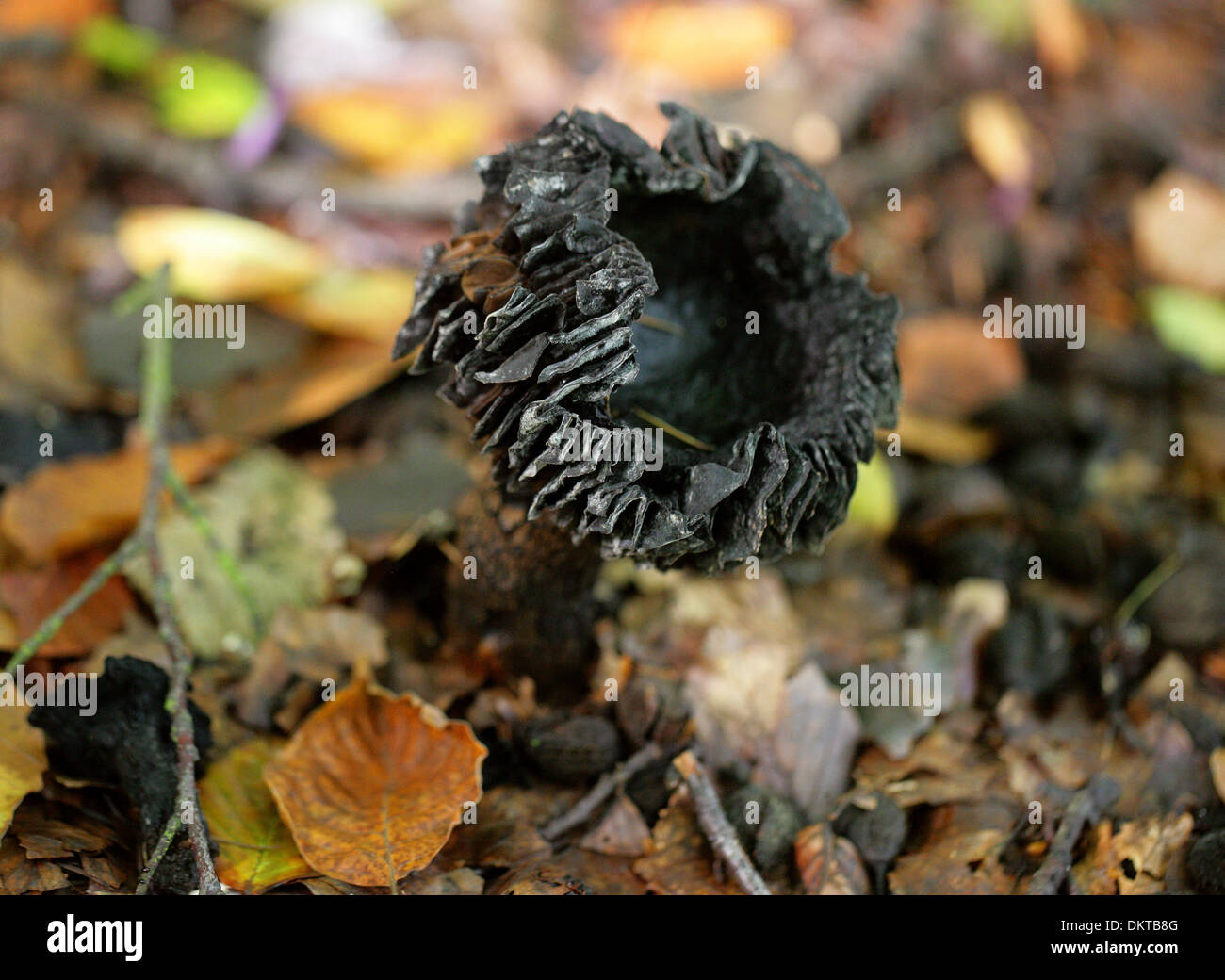 Blackening brittlegill russula nigricans russulaceae hi-res stock ...