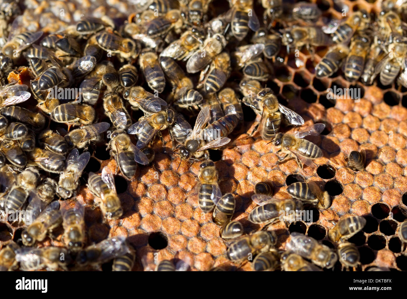 Insects in spain hi-res stock photography and images - Alamy