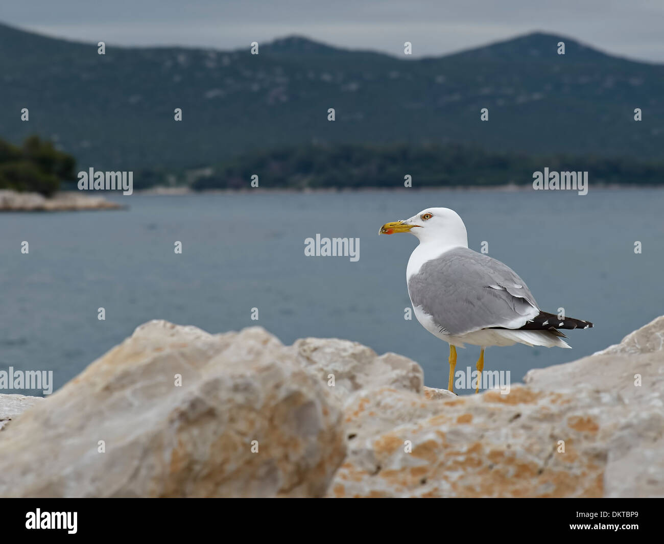Seagull on rock Stock Photo - Alamy