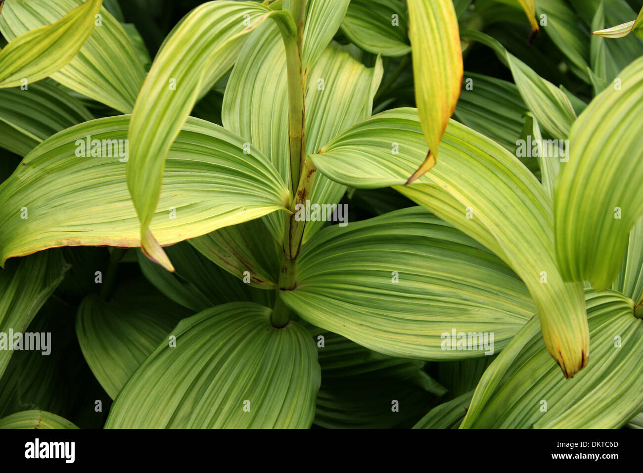 False Helleborine, White Hellebore, European White Hellebore, White ...