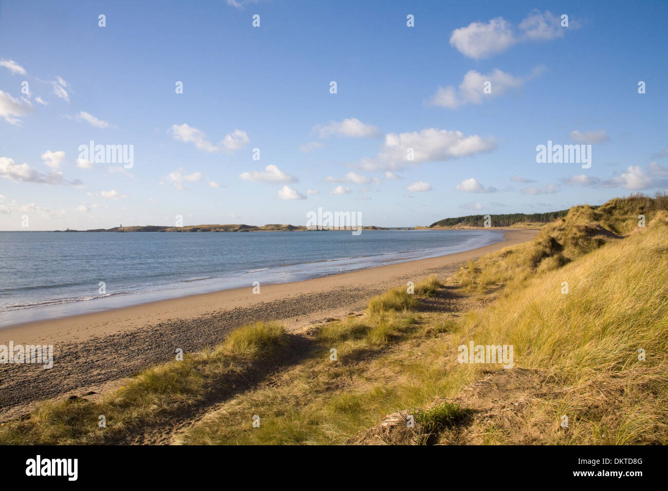 Newborough Forest Anglesey North Wales UK View along sand dunes of ...