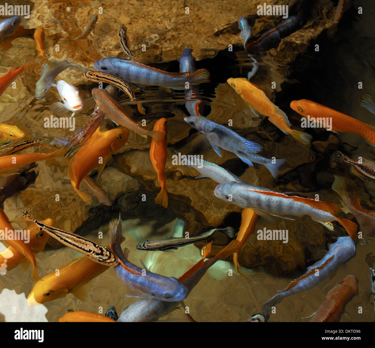 Shoal fish fishtank hi-res stock photography and images - Alamy