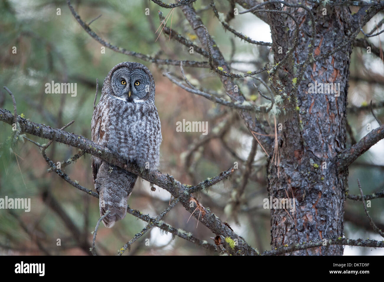 Ponderosa pine owl hi-res stock photography and images - Alamy