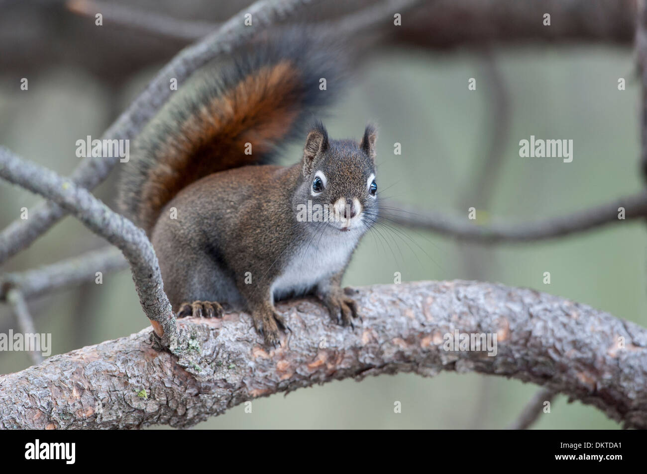 America red squirrel hi-res stock photography and images - Alamy