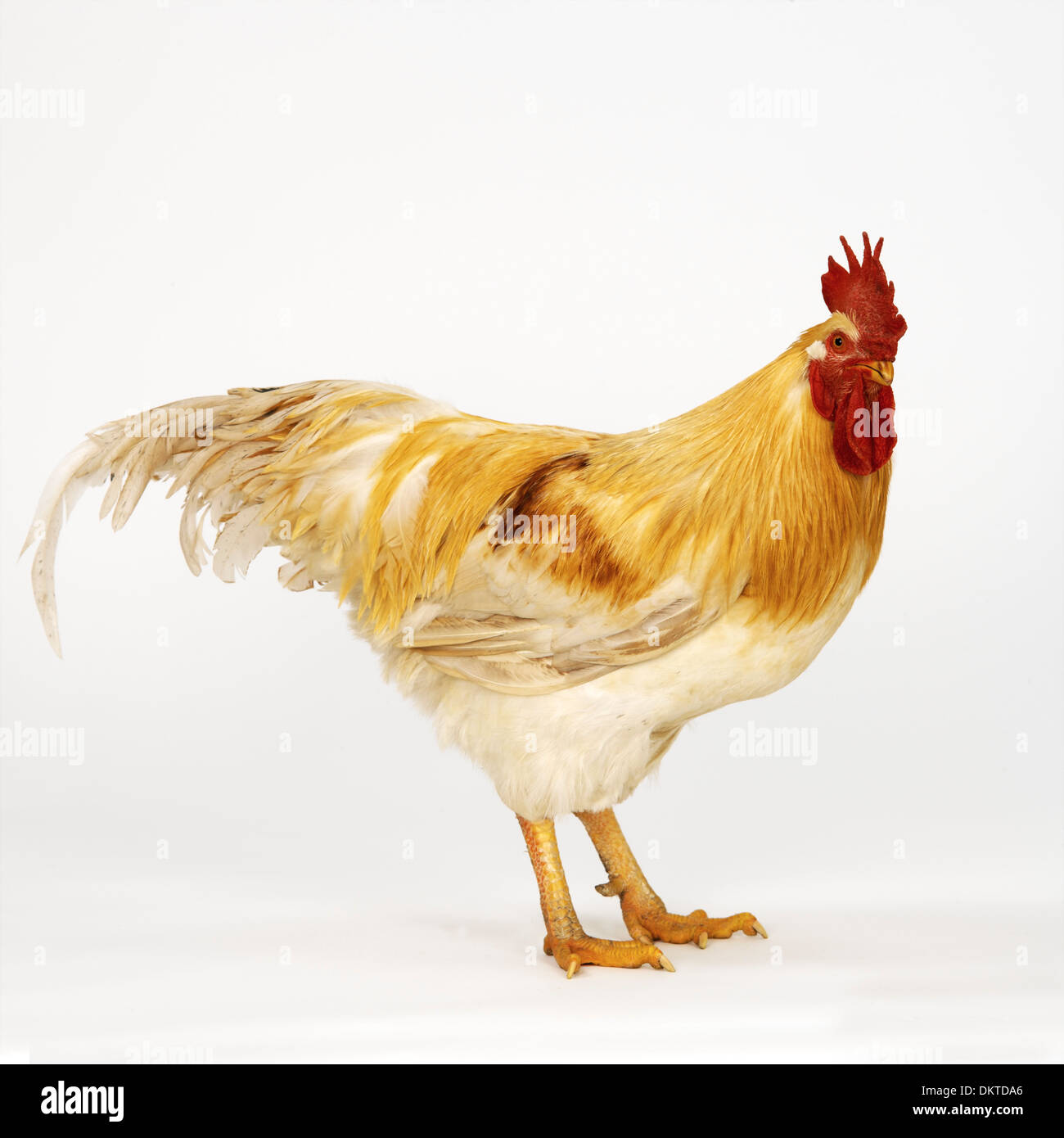 Cockeral hi-res stock photography and images - Alamy