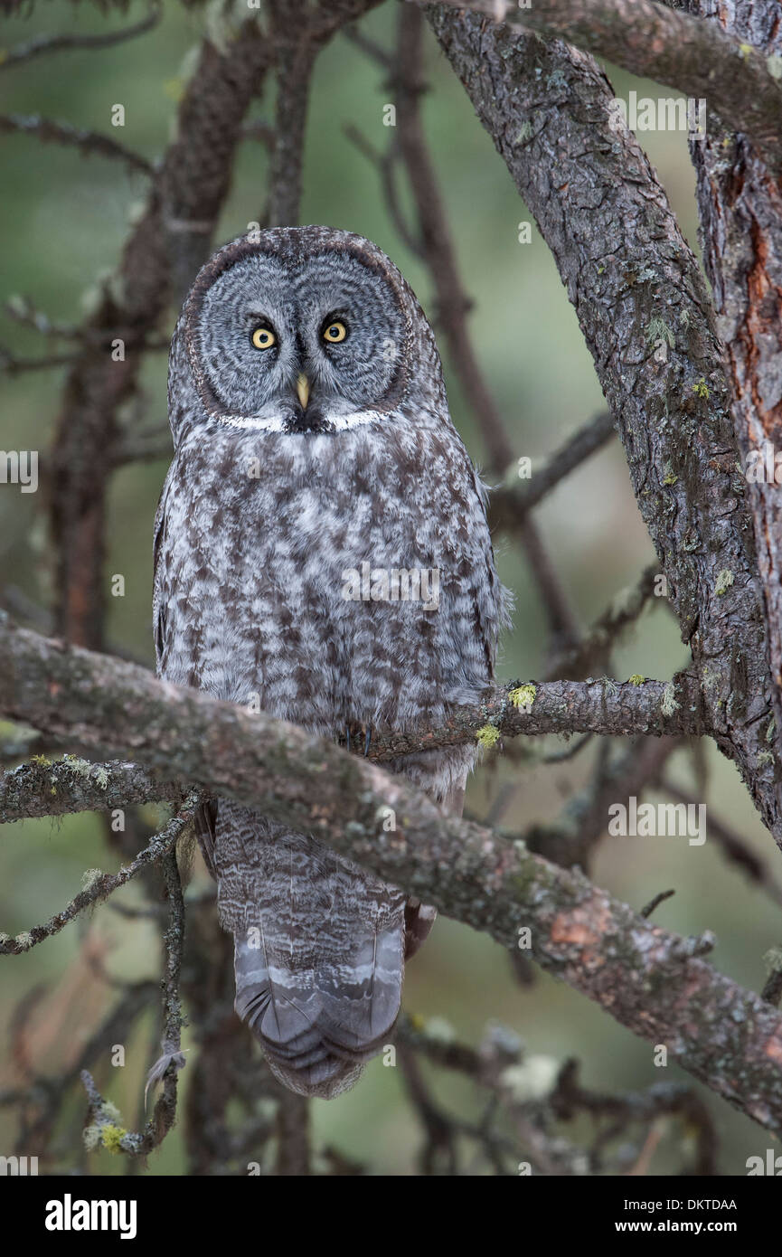 Ponderosa pine owl hi-res stock photography and images - Alamy