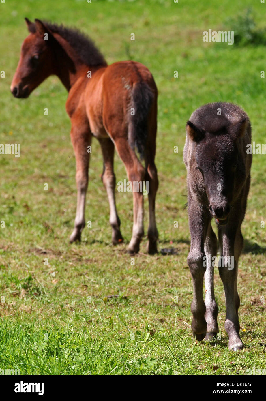 Three Skyrian foals that are one of the rarest breeds in the world have ...
